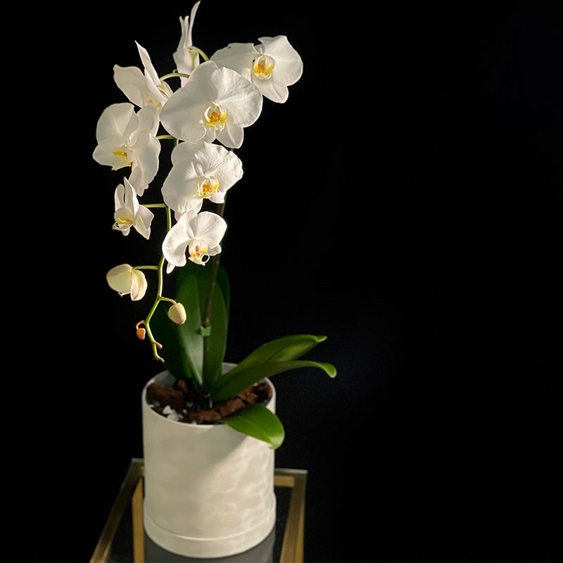 Single Purple Orchid Plant Flowers | Aiwa Flowers